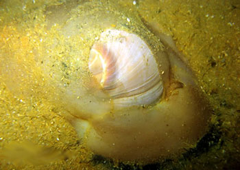 玉螺总科 Naticacea 蓝色动物学（中国动物学科普）